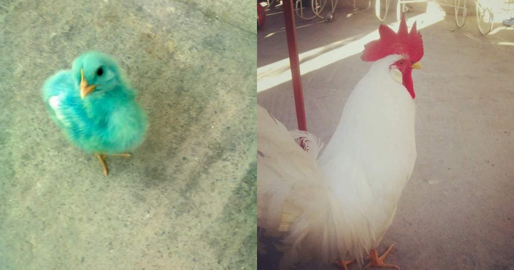 Awww: este pollo de colores sobrevivió contra viento y marea y ahora ...