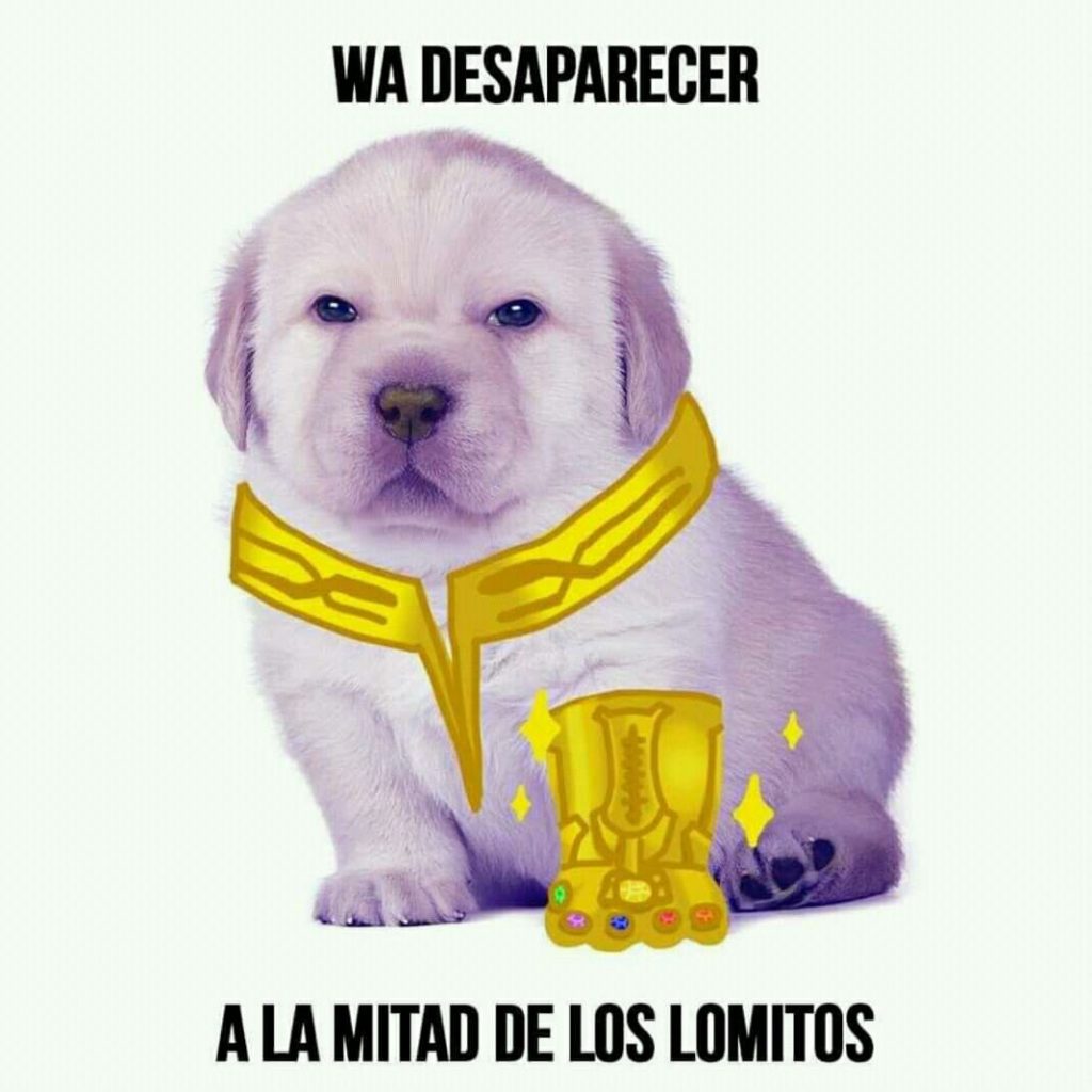 44 memes del perrito 'trizte' para que nadie te pida explicaciones de ...