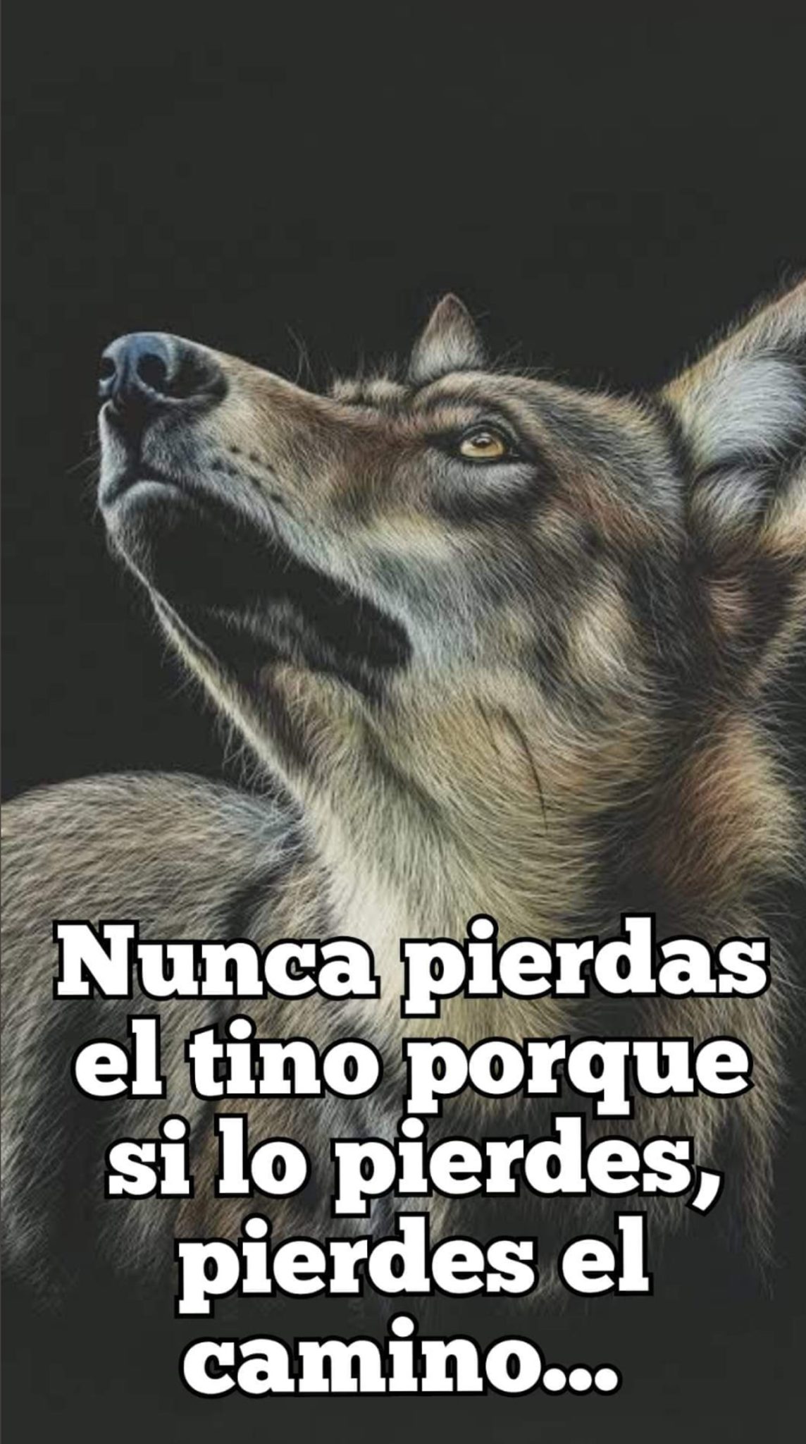 Los mejores memes de lobos, su contexto y porque están llenando todo ...