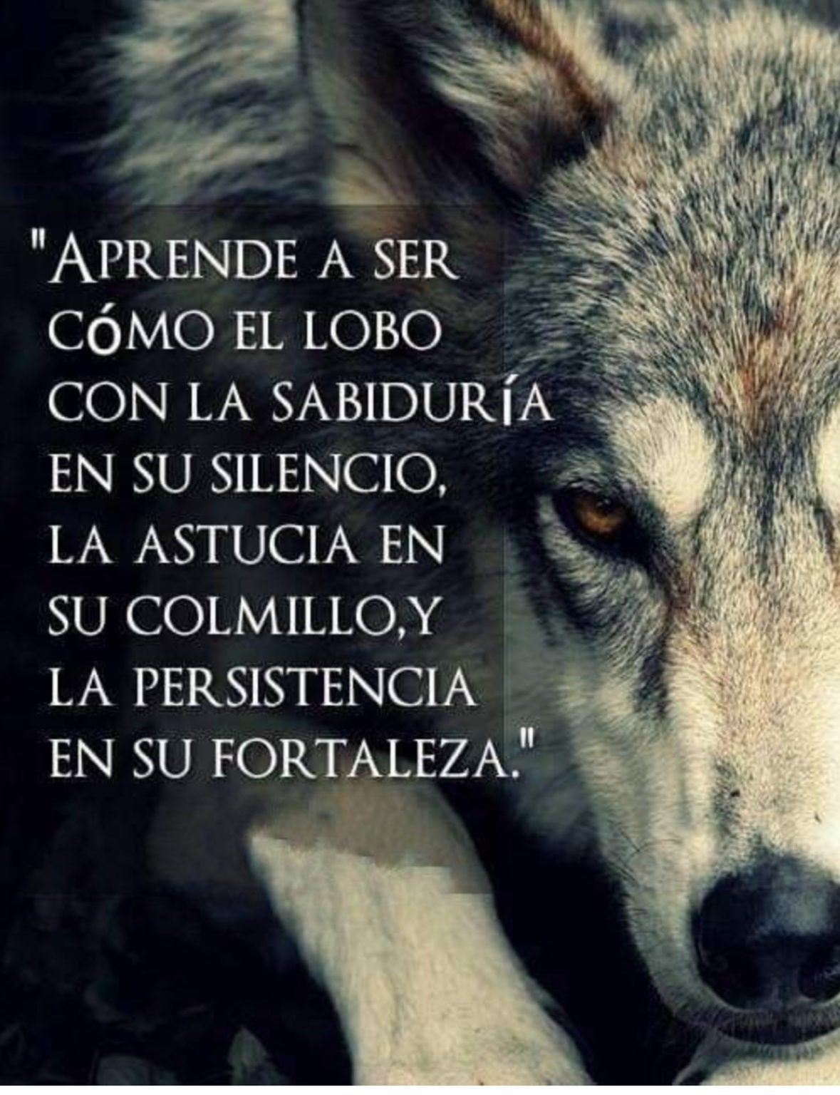 Los mejores memes de lobos, su contexto y porque están llenando todo ...